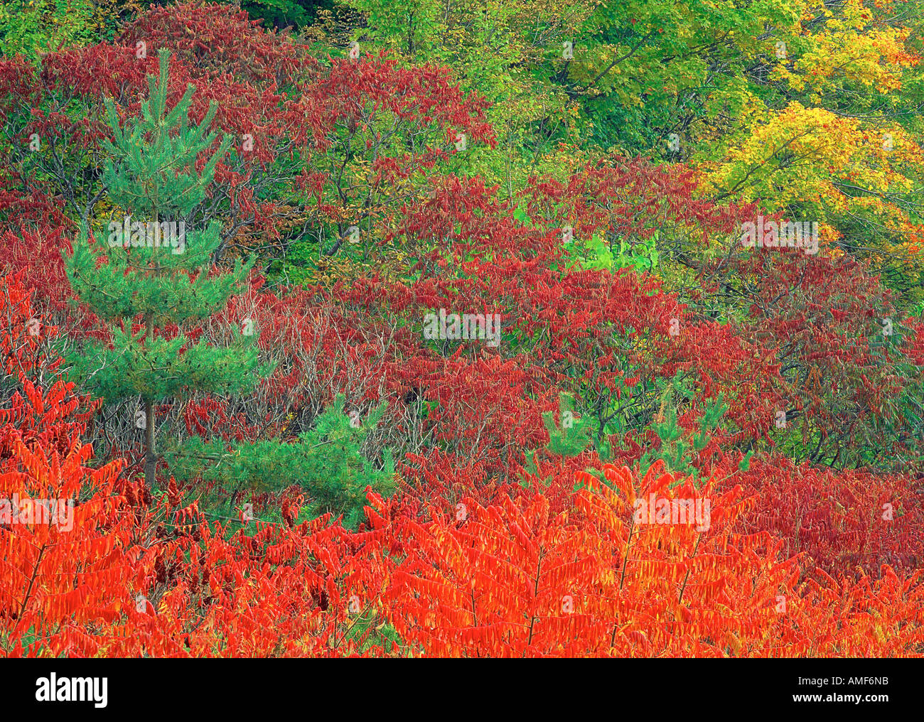 Overview of Trees in Autumn, Barrie, Ontario, Canada Stock Photo - Alamy
