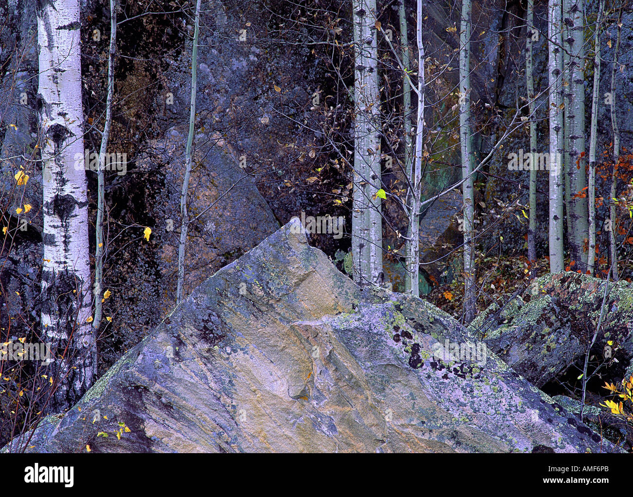 Without leaves covered with moss hi-res stock photography and images ...