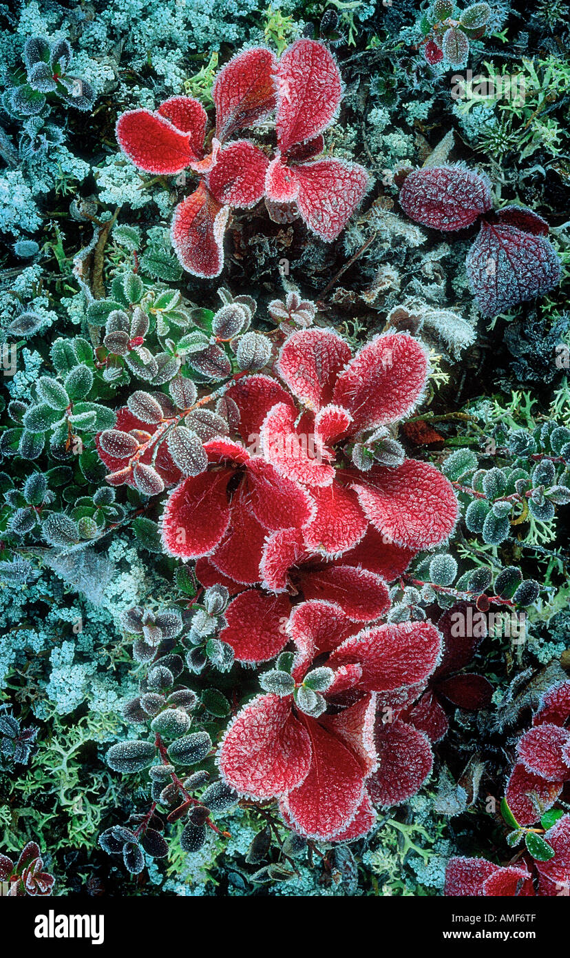Bearberries hi-res stock photography and images - Alamy