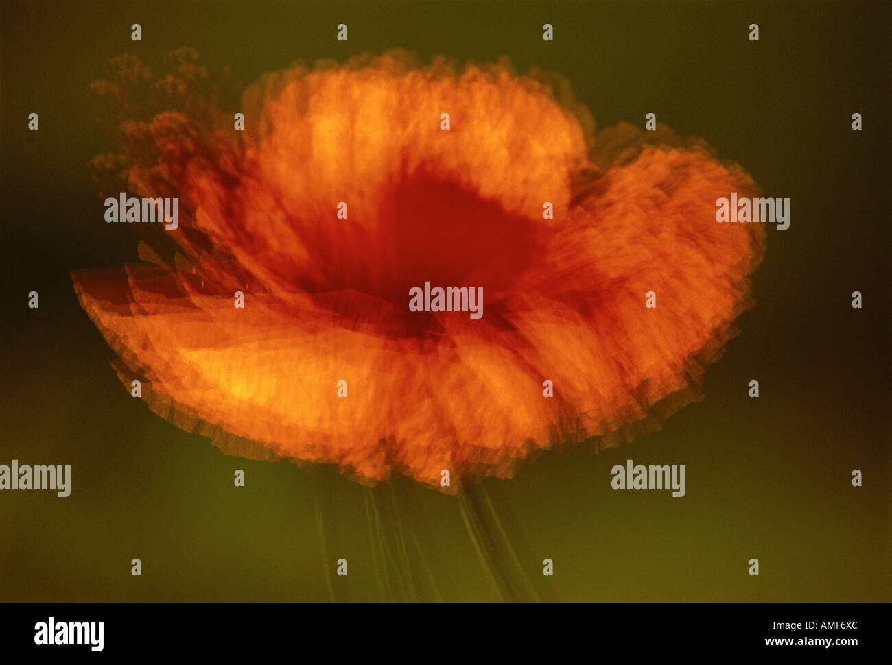 Abstract Poppy Flower Stock Photo - Alamy