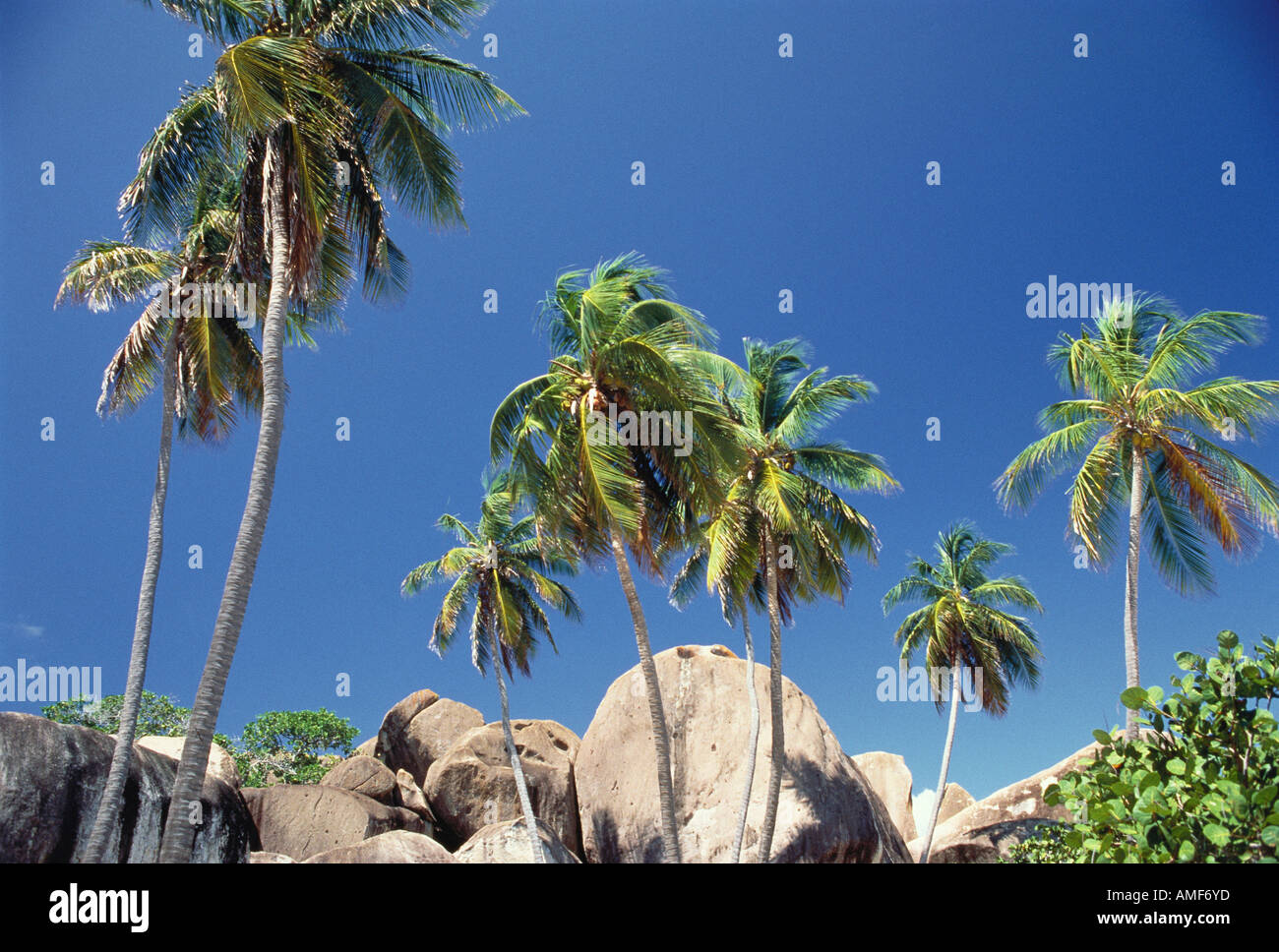 Palm Trees and Rocks, The Baths, Virgin Gorda, British Virgin Islands ...
