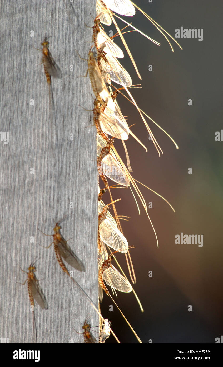 Gimli harbour hi-res stock photography and images - Alamy
