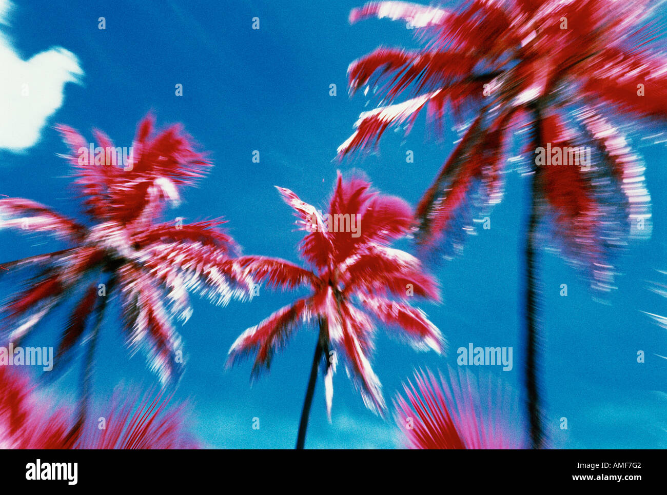 Abstract palm trees hi-res stock photography and images - Alamy