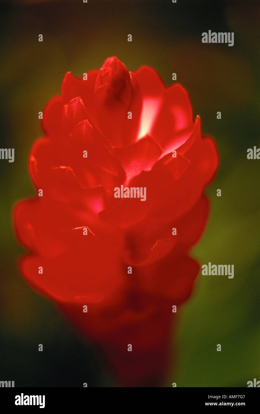 Ginger parrot flower hi-res stock photography and images - Alamy