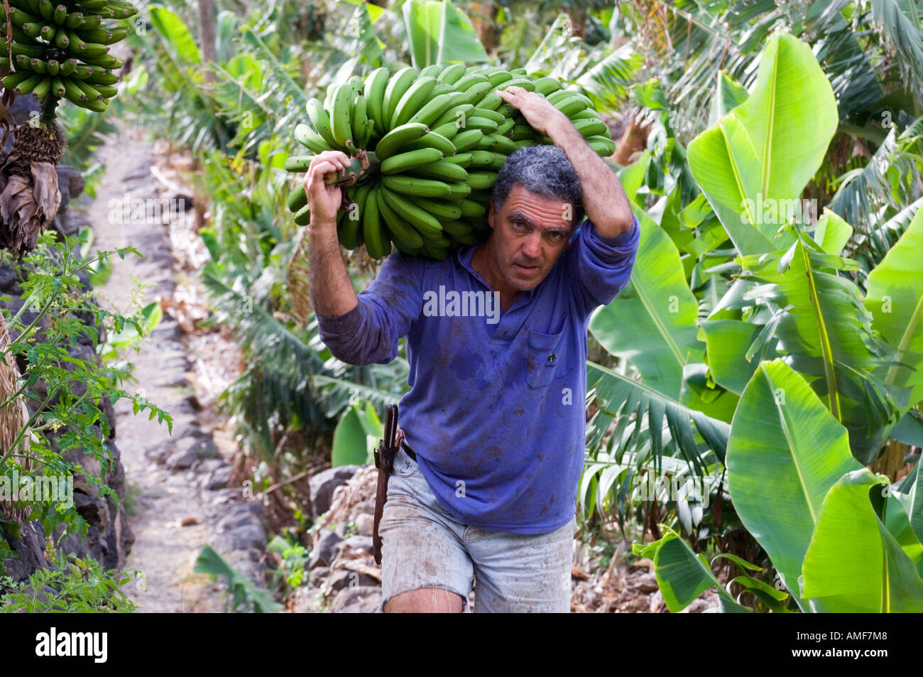 Local man farmer harvesting bananas in banana plantation at Hermigua on ...