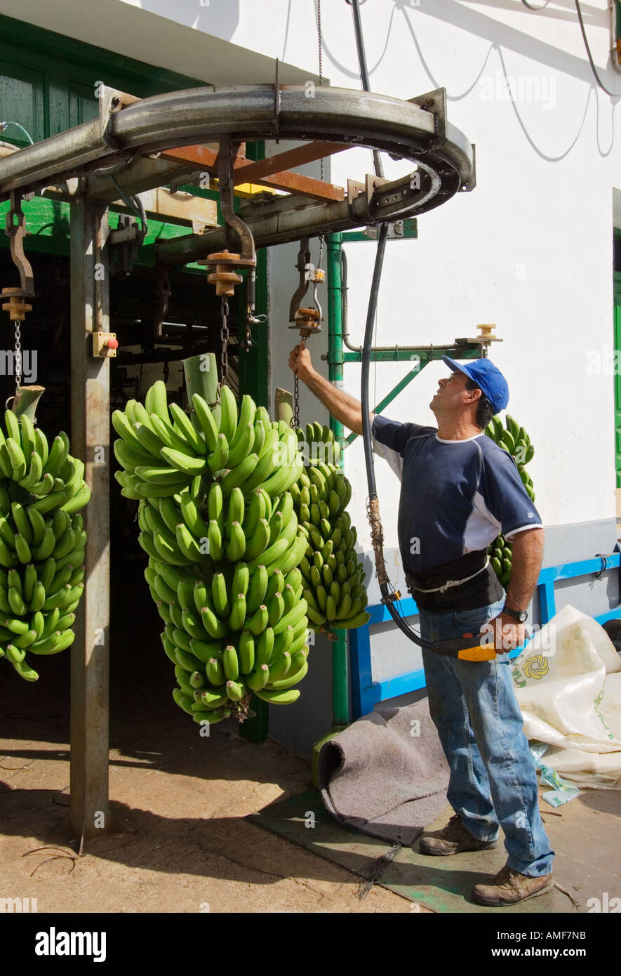 Packing bananas hi-res stock photography and images - Alamy