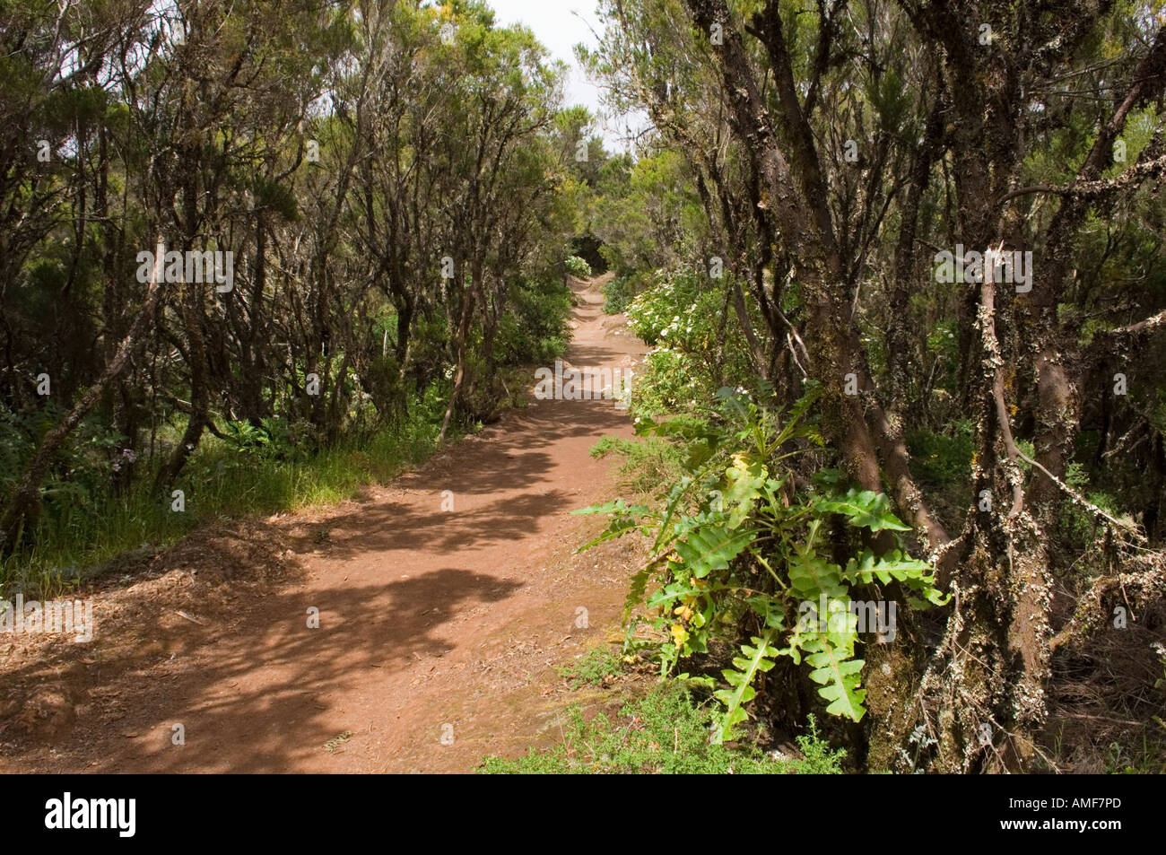 Garajonay National Park, Parque Nacional de Garajonay, La Gomera ...