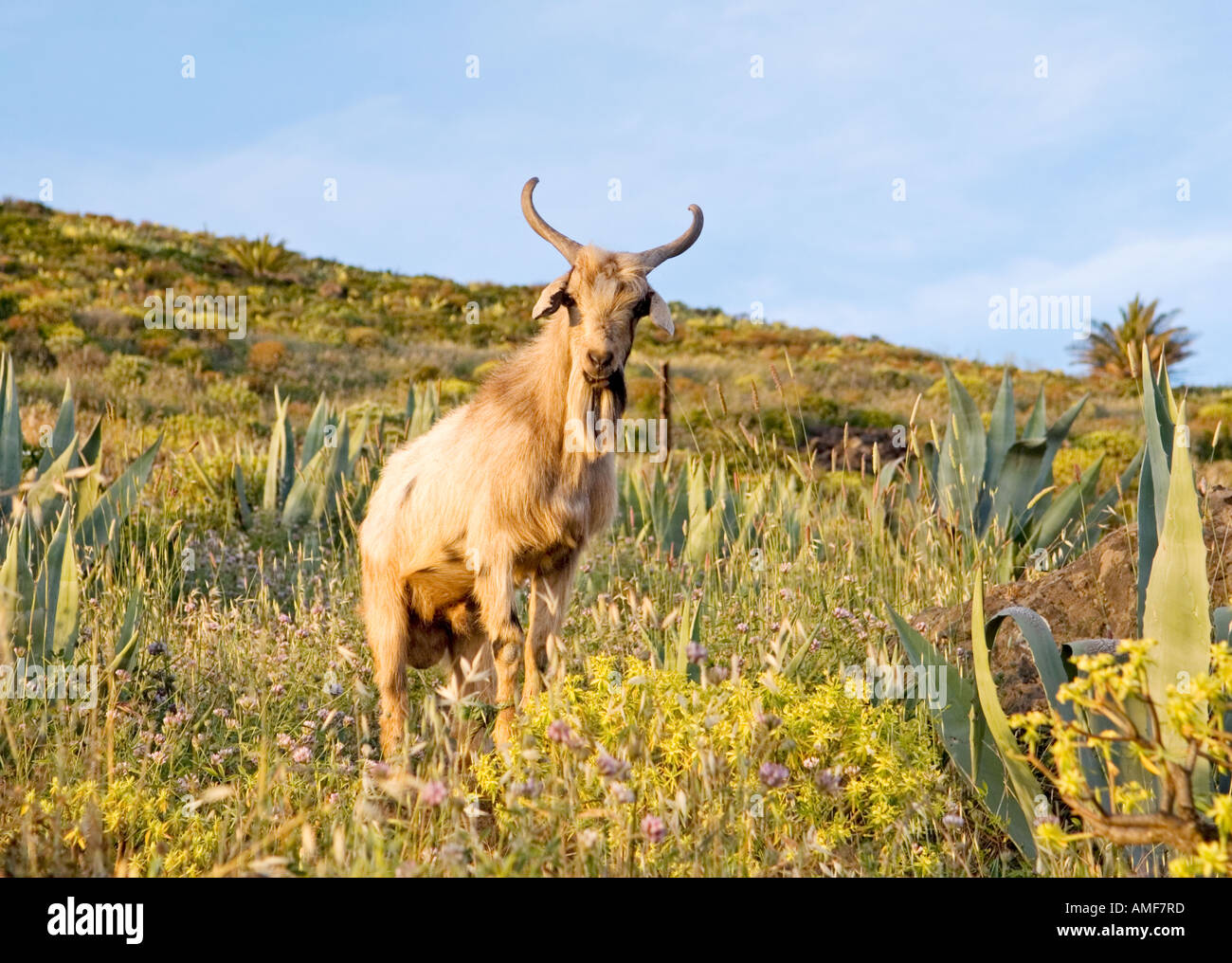 La Gomera, Canary Islands. Domestic mountain goat with agave and ...