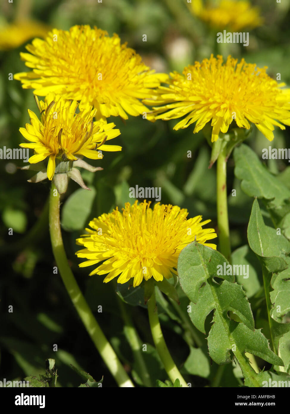 Hollow stalk hi-res stock photography and images - Alamy