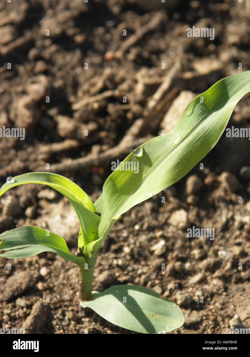 Newly planted corn hi-res stock photography and images - Alamy
