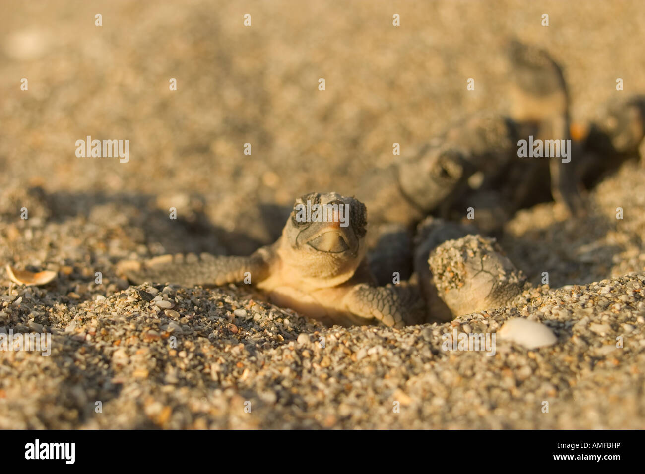Loggerhead sea turtles hatch from their nest Stock Photo - Alamy