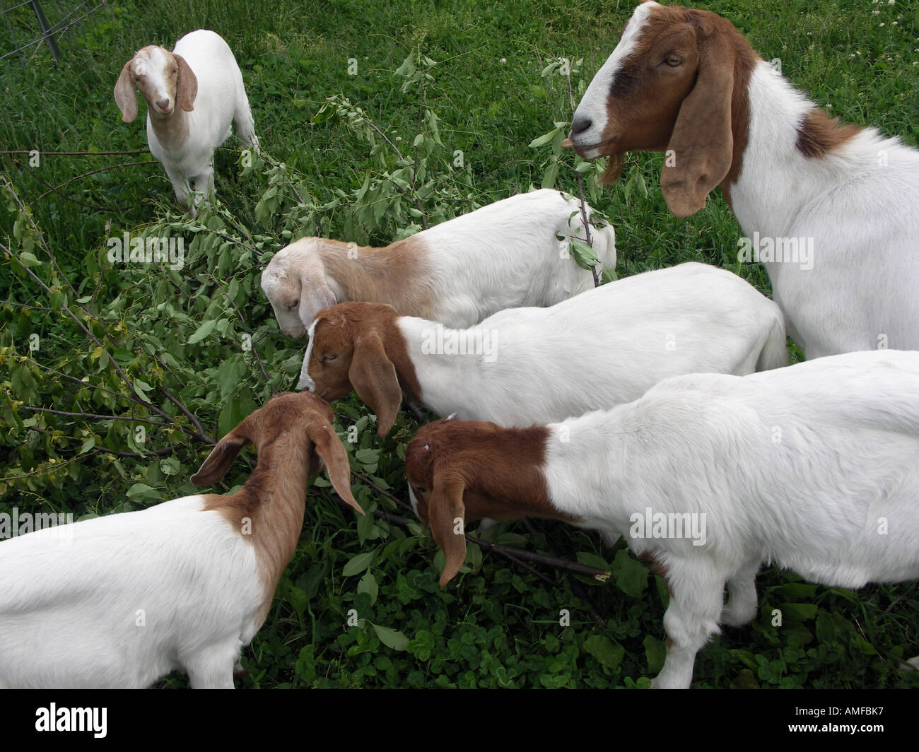 Side view of goats hooves hi-res stock photography and images - Alamy