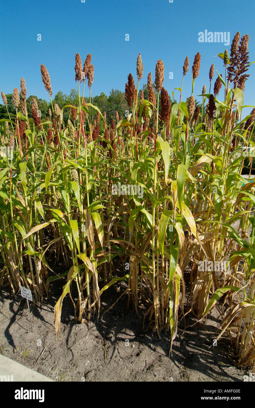 Northern Sugar Cane Sorghum Dow Gardens Midland Michigan Stock Photo ...
