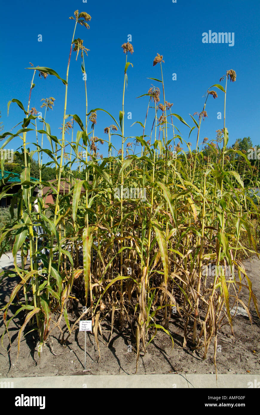 Sorghum cane hi-res stock photography and images - Alamy