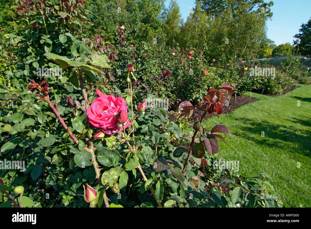 Dow gardens flower hi-res stock photography and images - Alamy