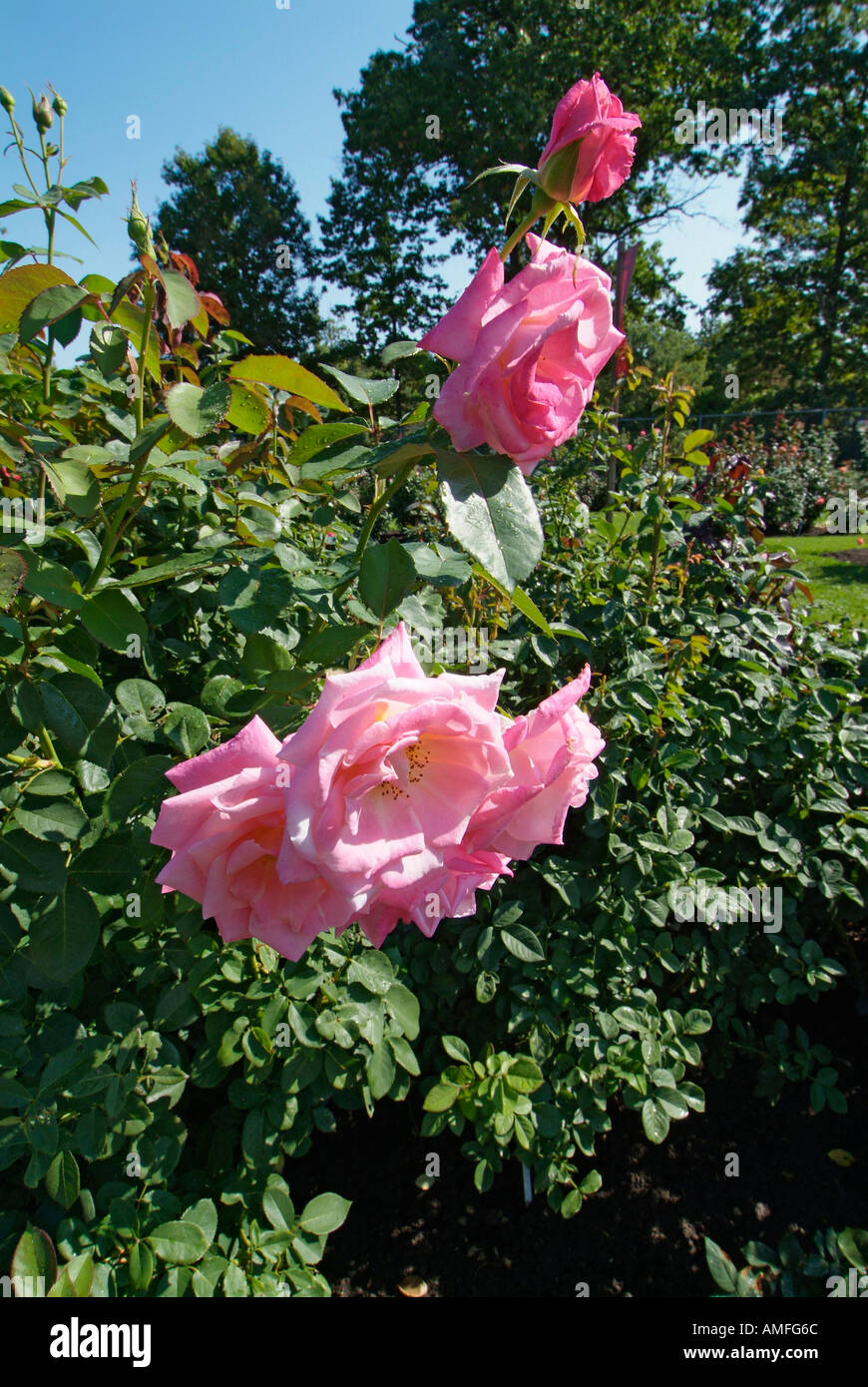 Smooth prince rose hi-res stock photography and images - Alamy