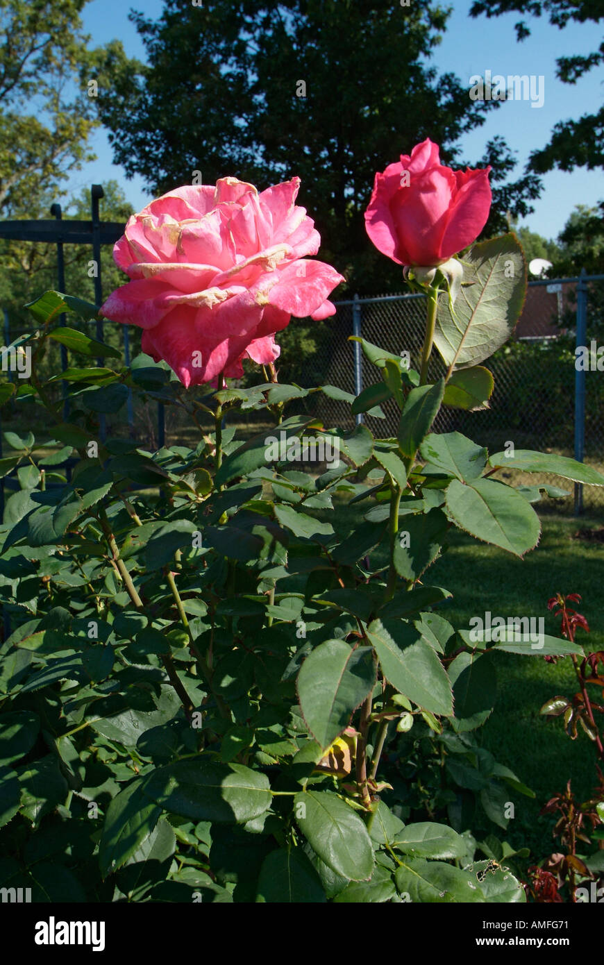 Smooth prince rose hybrid tea at Dow Gardens Midland Michigan Stock ...