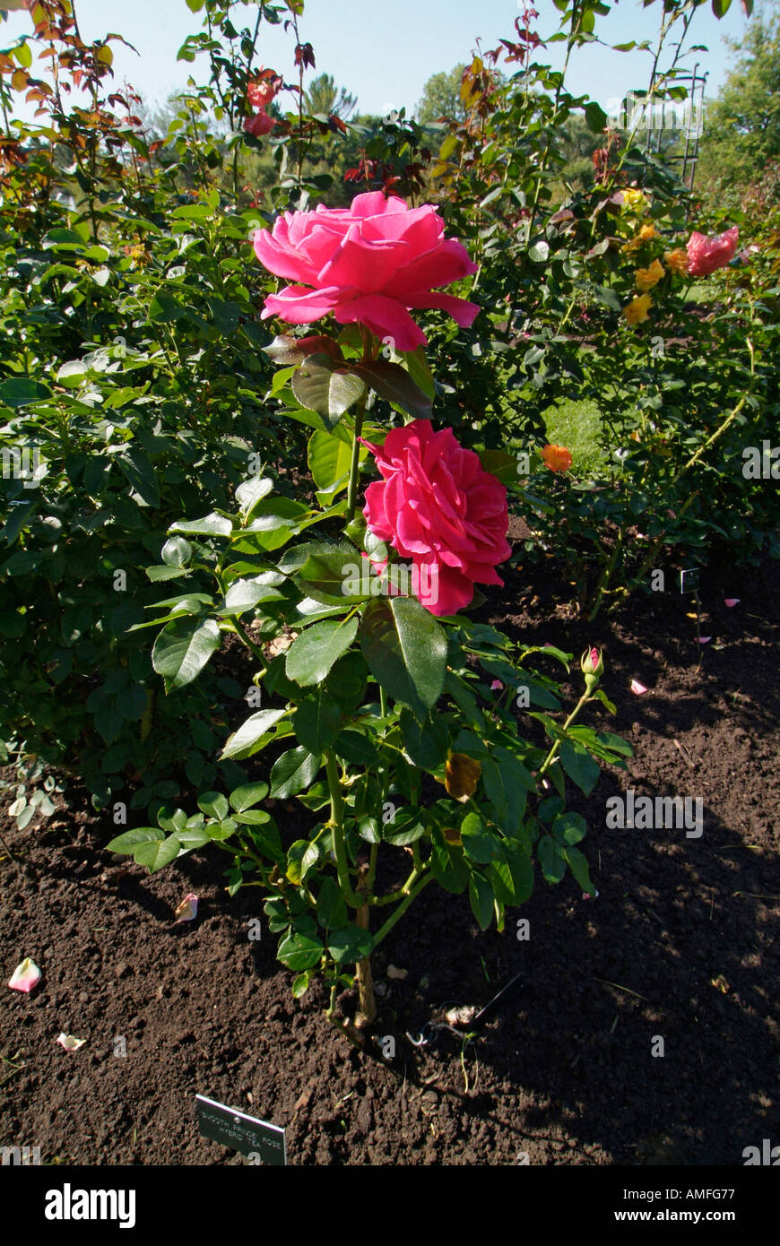 Smooth prince rose hybrid tea at Dow Gardens Midland Michigan Stock ...
