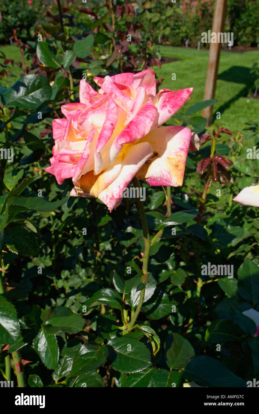 Silver star hybrid tea hi-res stock photography and images - Alamy