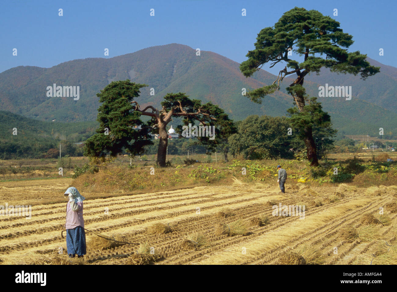 South korea rice field hi-res stock photography and images - Alamy