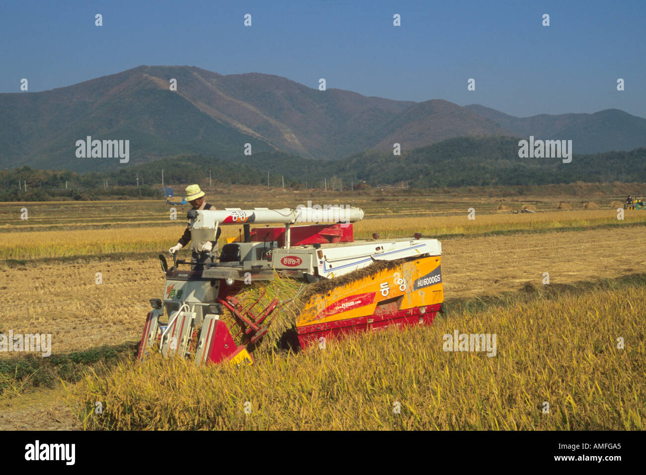 Mechanical harvesting rice hi-res stock photography and images - Alamy