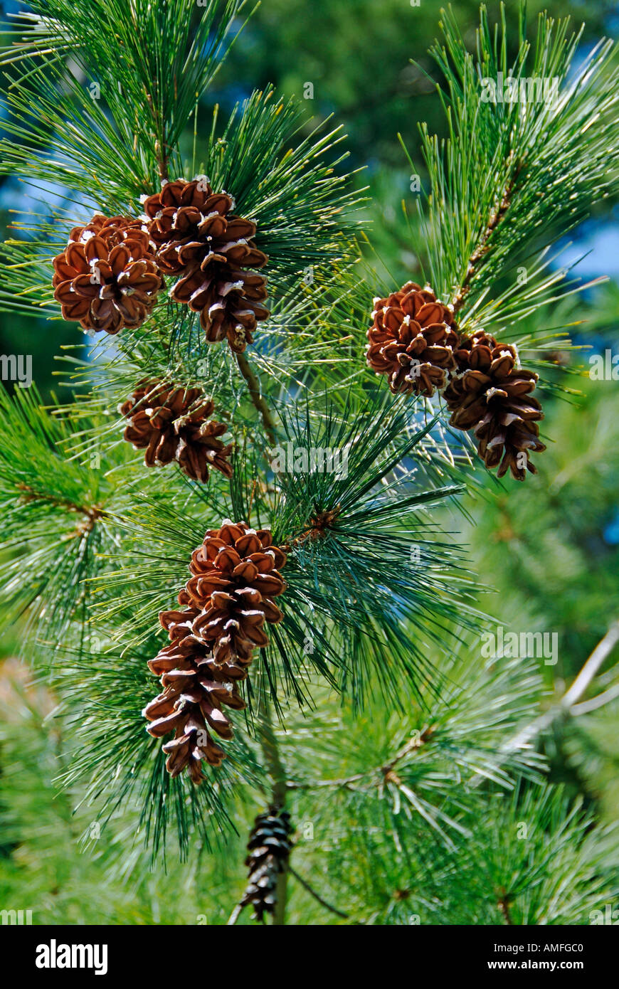 Midland mich hi-res stock photography and images - Alamy
