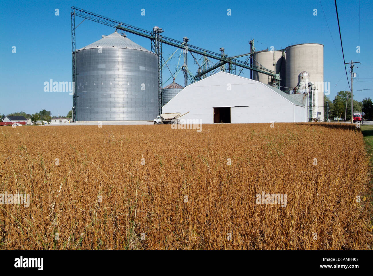 Ripe soybean field ready for harvesting with a backdrop of a grain ...