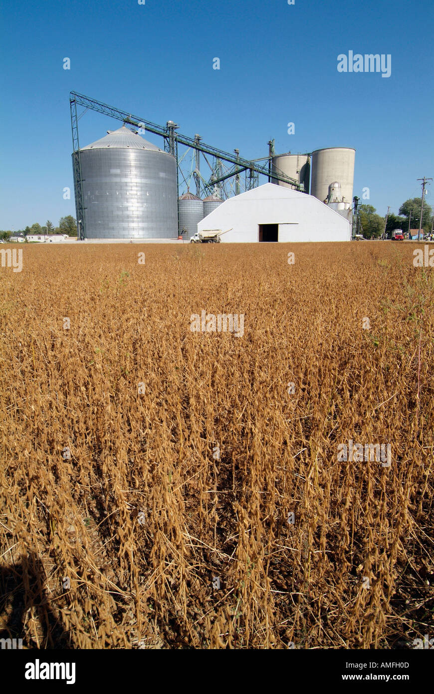 Ripe soybean field ready for harvesting with a backdrop of a grain ...