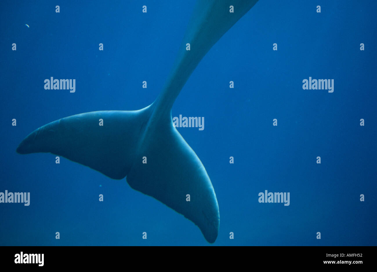 Tail delfin animal underwater cetacean hi-res stock photography and ...