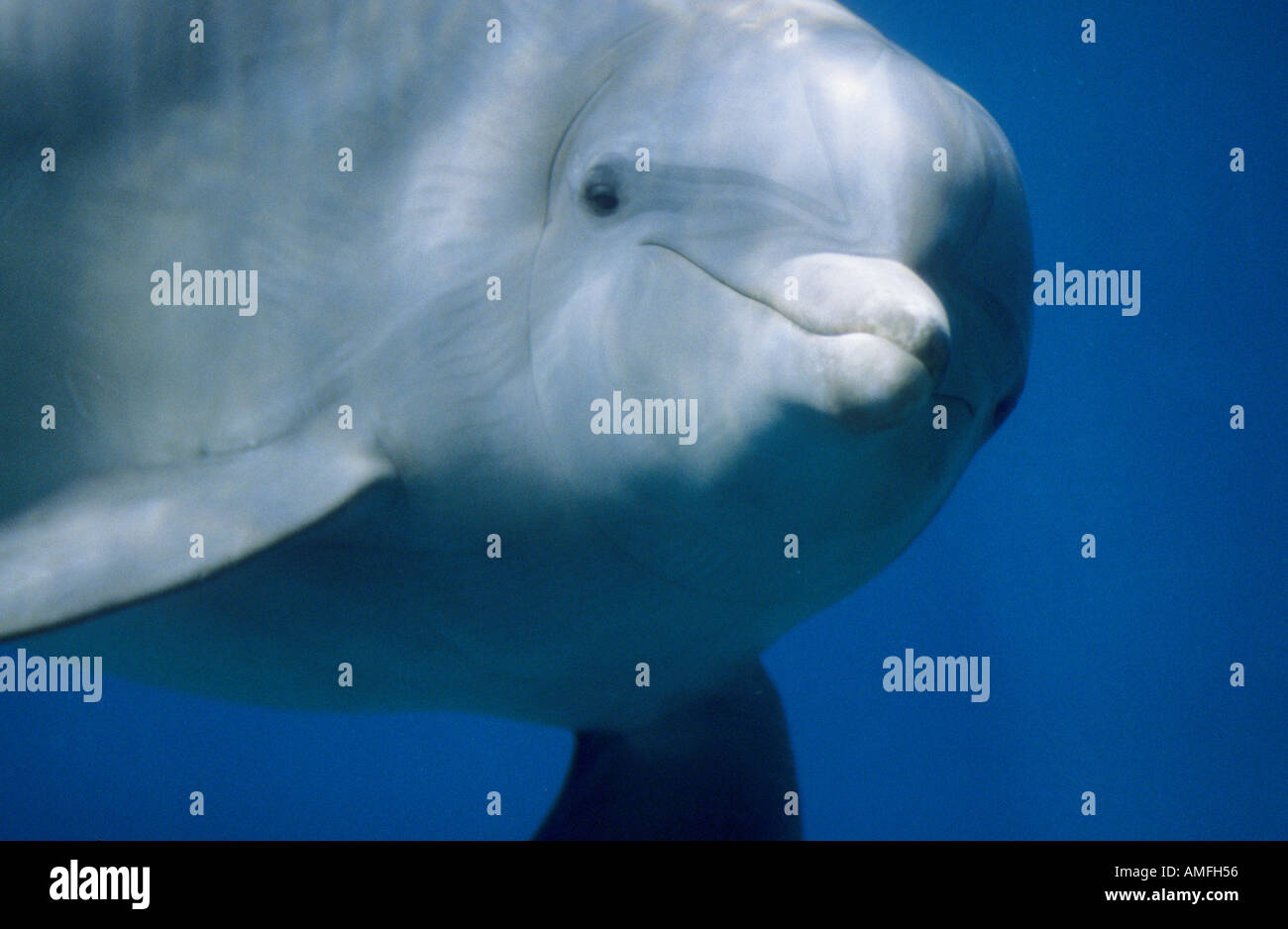 Porpoise teeth hi-res stock photography and images - Alamy