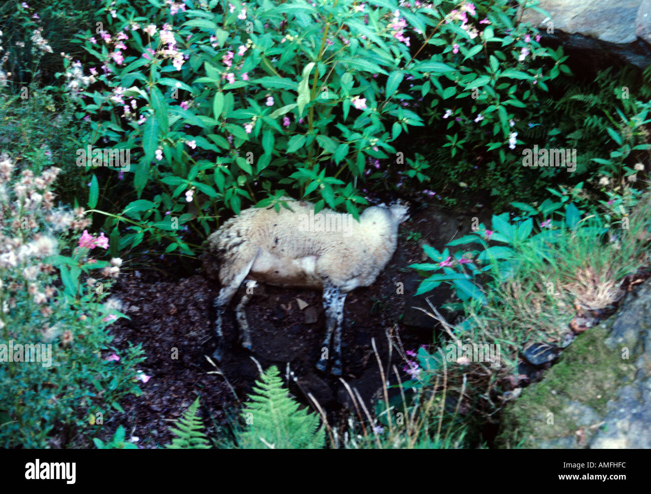 Sheep ditch hi-res stock photography and images - Alamy
