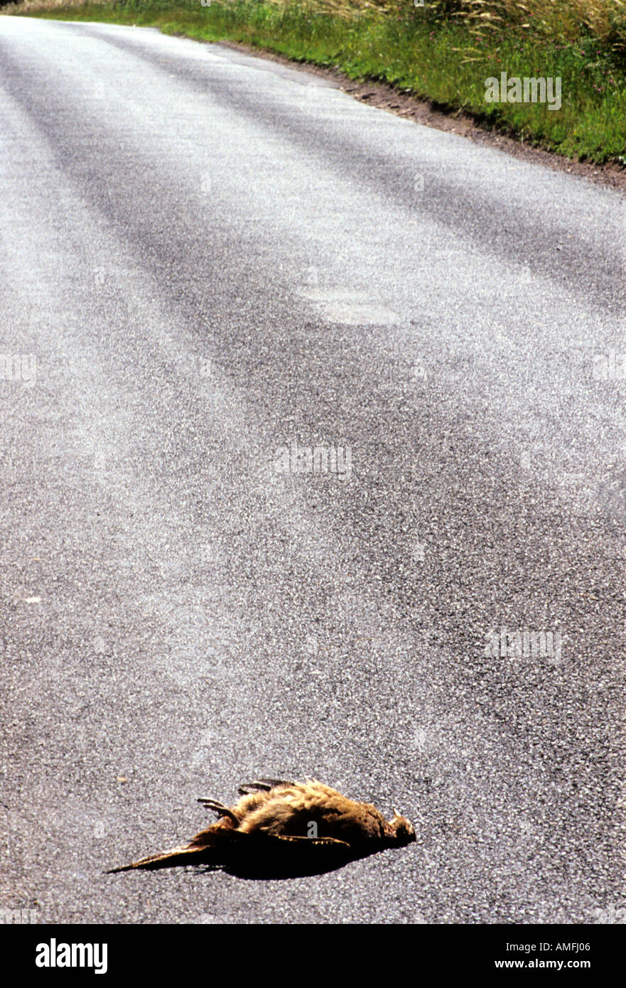 Bird on roadside hi-res stock photography and images - Alamy