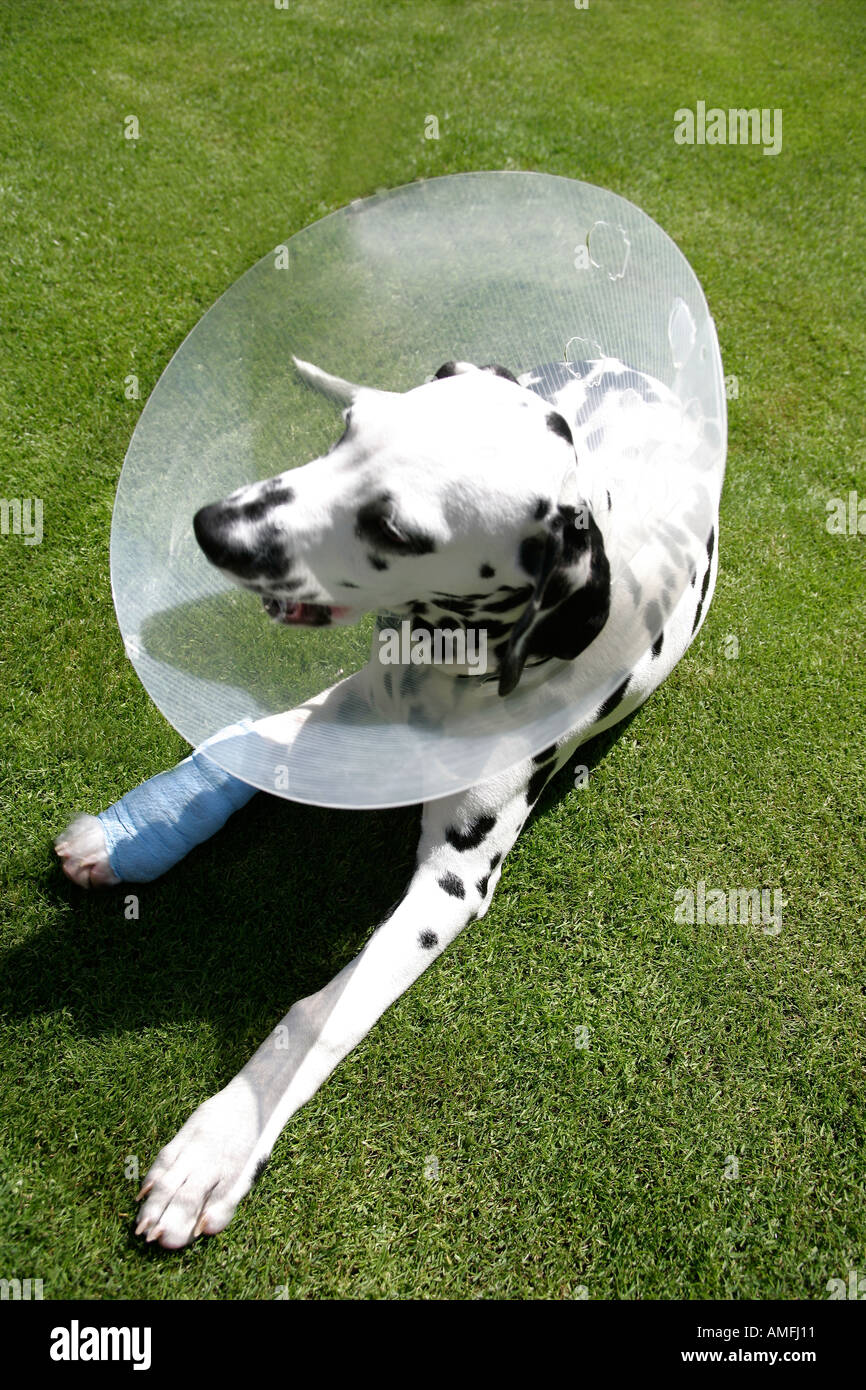 Dog Biting Ear High Resolution Stock Photography and Images - Alamy