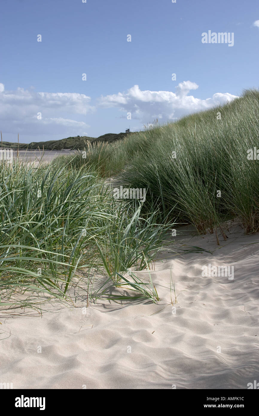 Portrait shot showing close up detail of beach grass with sand sea and ...