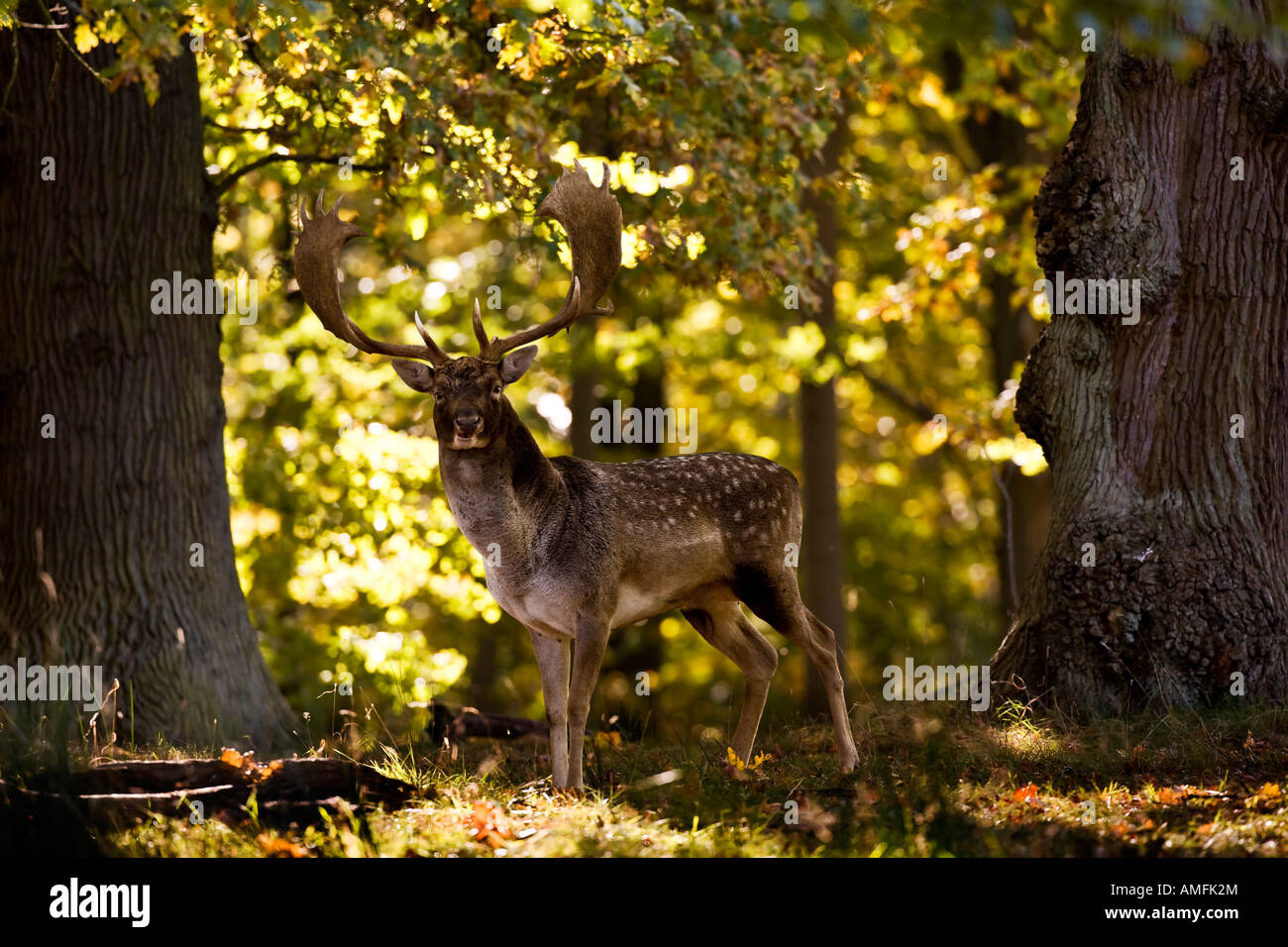 Stag in the forest hi-res stock photography and images - Alamy