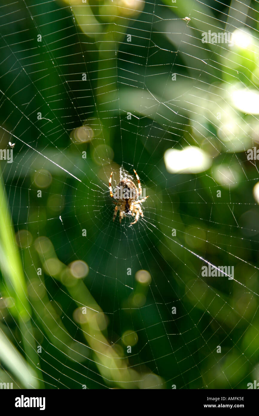 Portrait shot showing spiders web with spider in centre with green ...