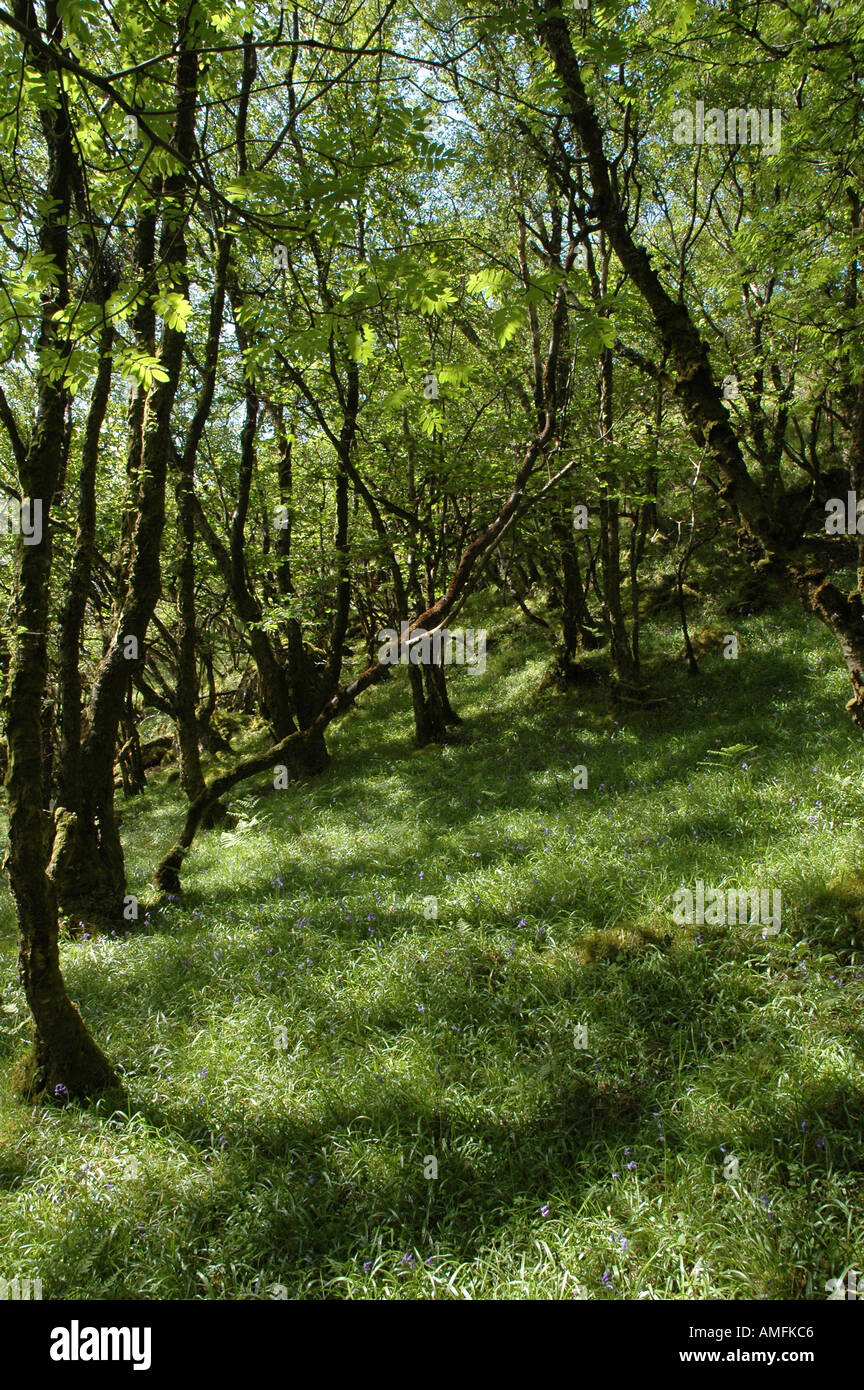 Sun dappled woodland glade on the island of Ulva, Inner Hebrides ...