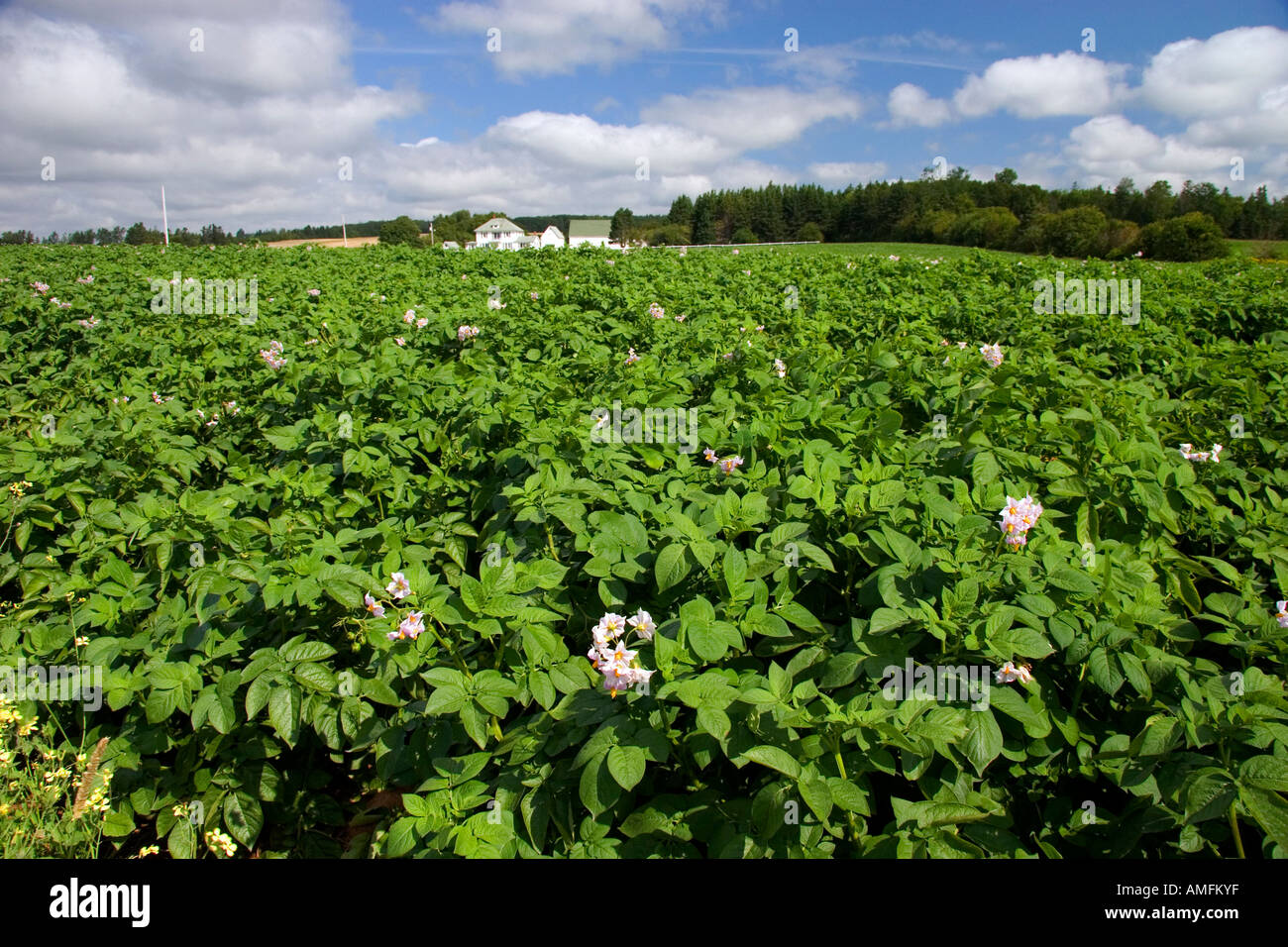 White farm house hi-res stock photography and images - Alamy