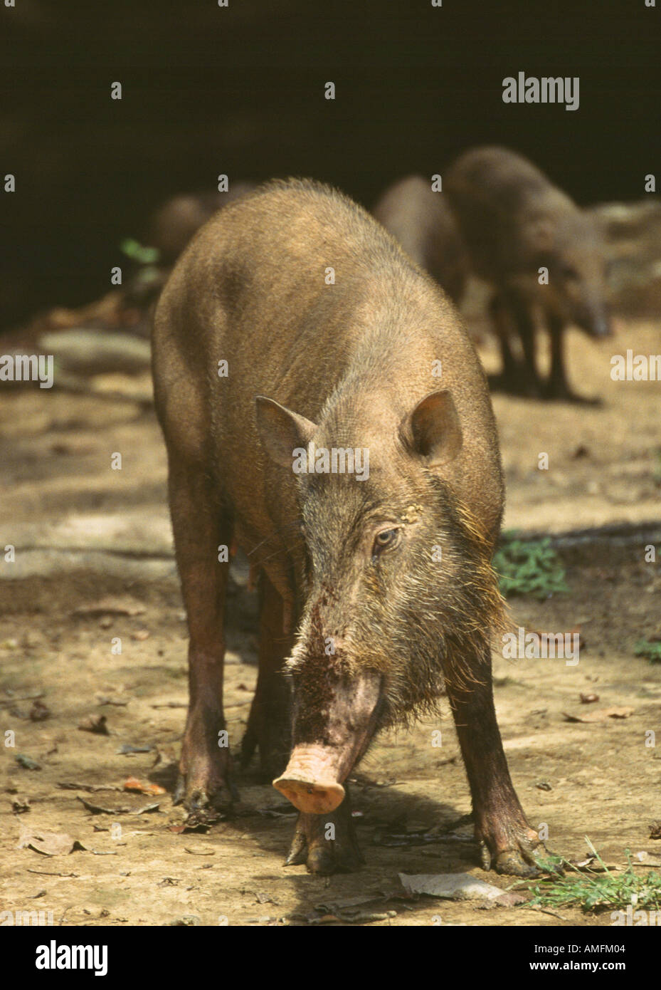 Bearded pigs hi-res stock photography and images - Alamy