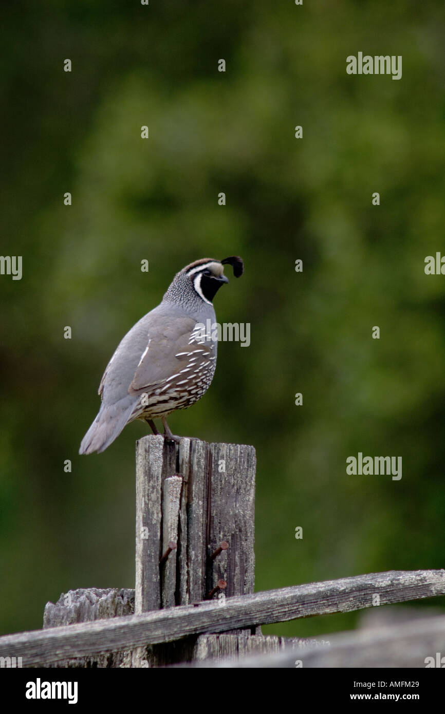 A California Quail sits on top of a fence post CALIFORNIA Stock Photo ...
