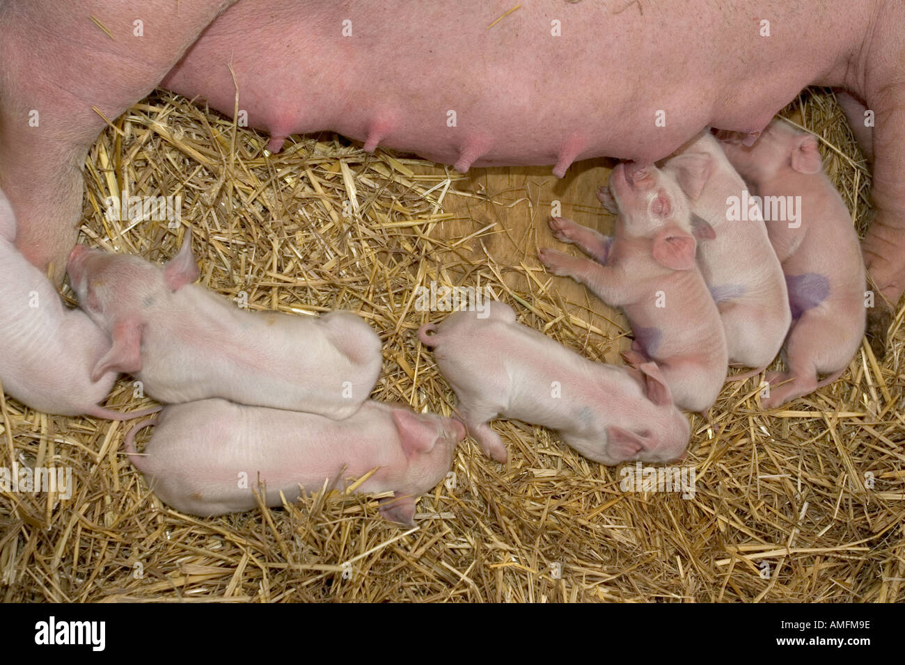 Newborn piglets hi-res stock photography and images - Alamy