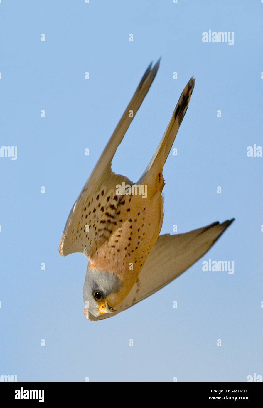 Diving Falcon High Resolution Stock Photography and Images - Alamy