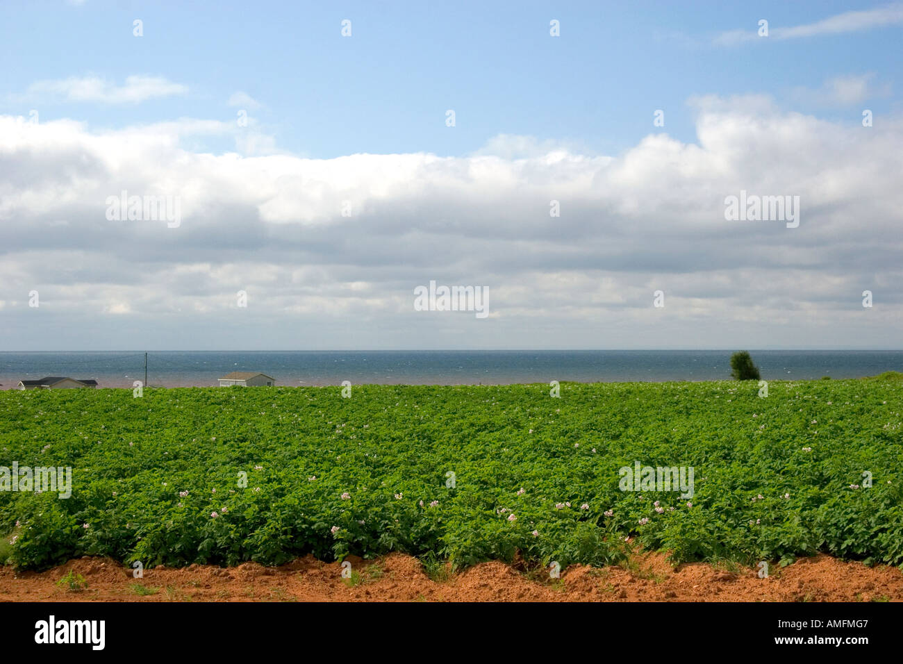 Potato field by the sea on Prince Edward Island, Canada Stock Photo - Alamy