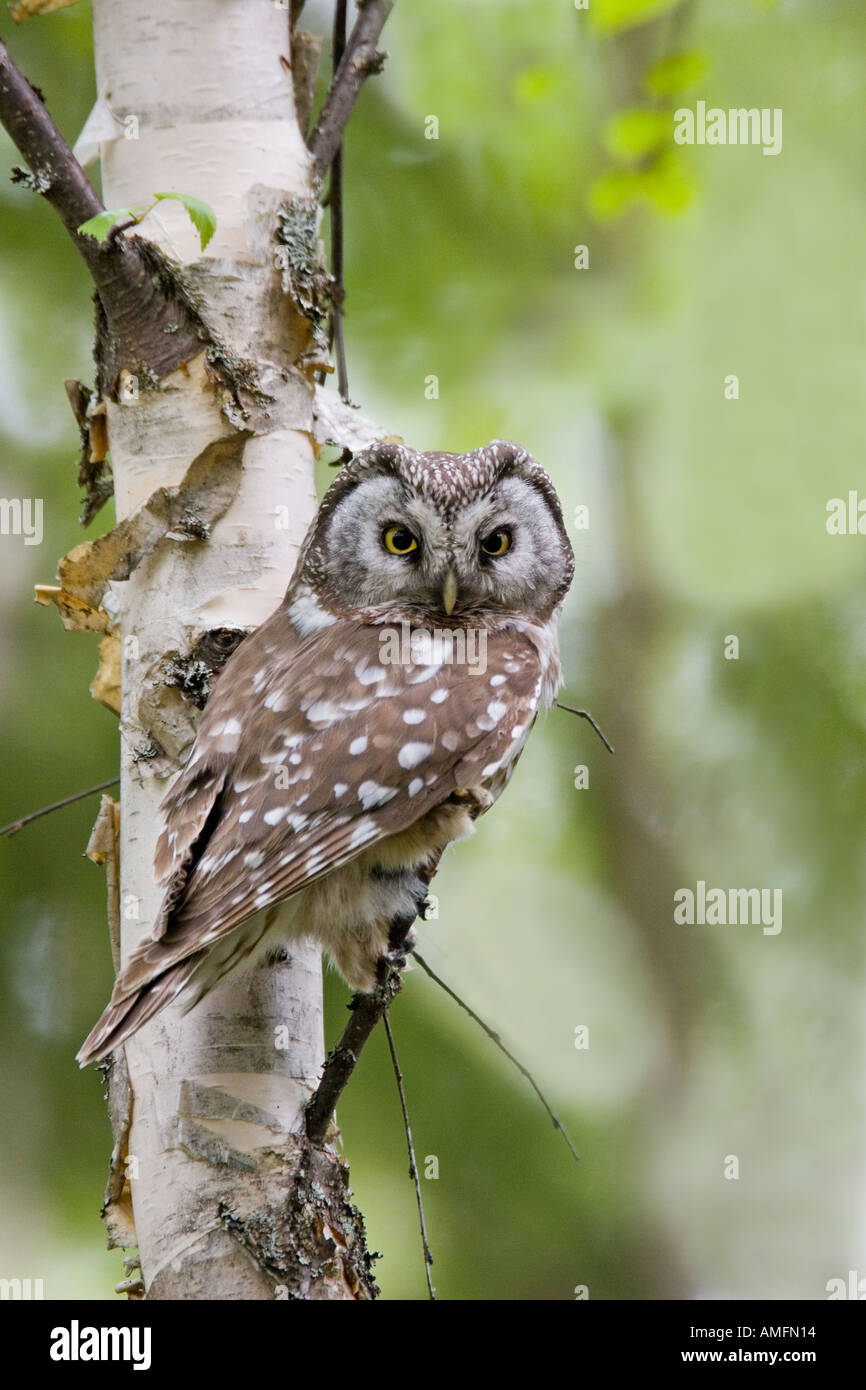 TENGMALM'S OWL single bird perched in Silver Birch tree Finland June ...