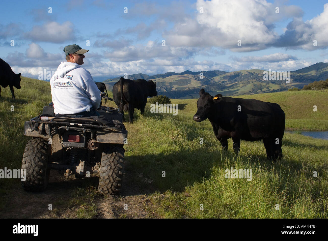 A rancher watches his angus beef cows from his all wheel drive all ...