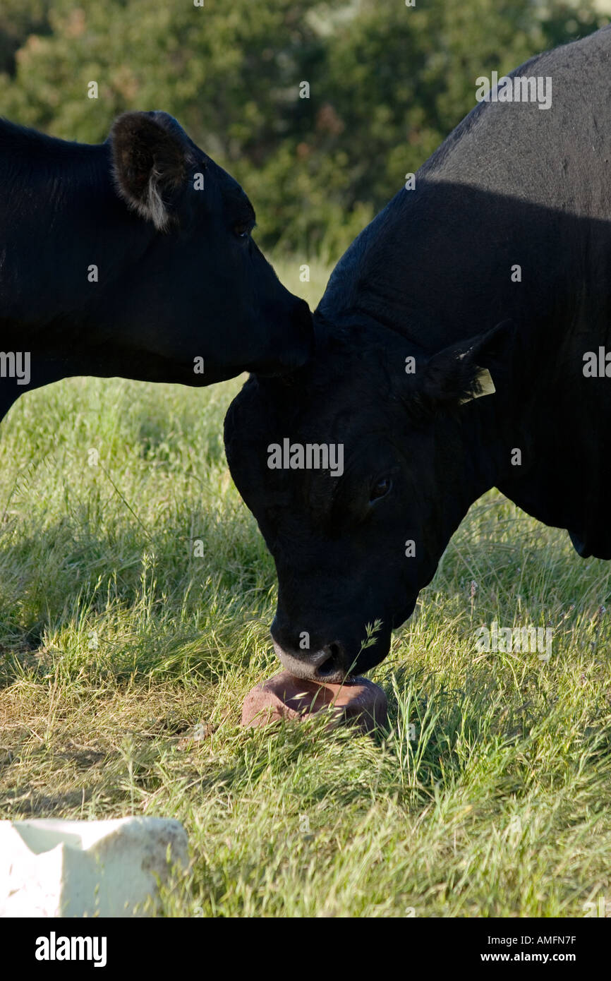 Cattle with salt lick hi-res stock photography and images - Alamy