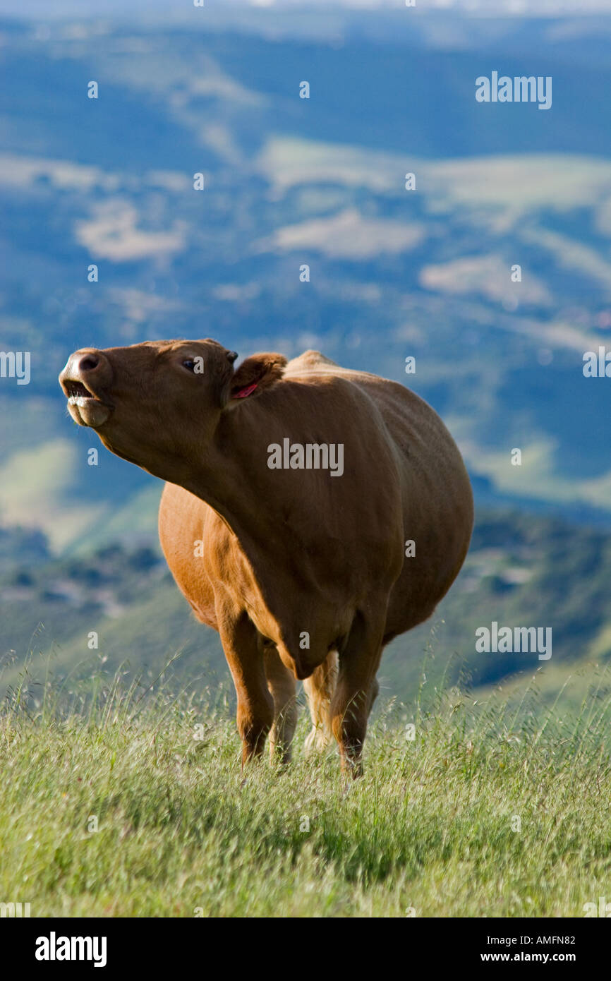A pregnant beef cow bellows while feeding on spring pasture on a ...
