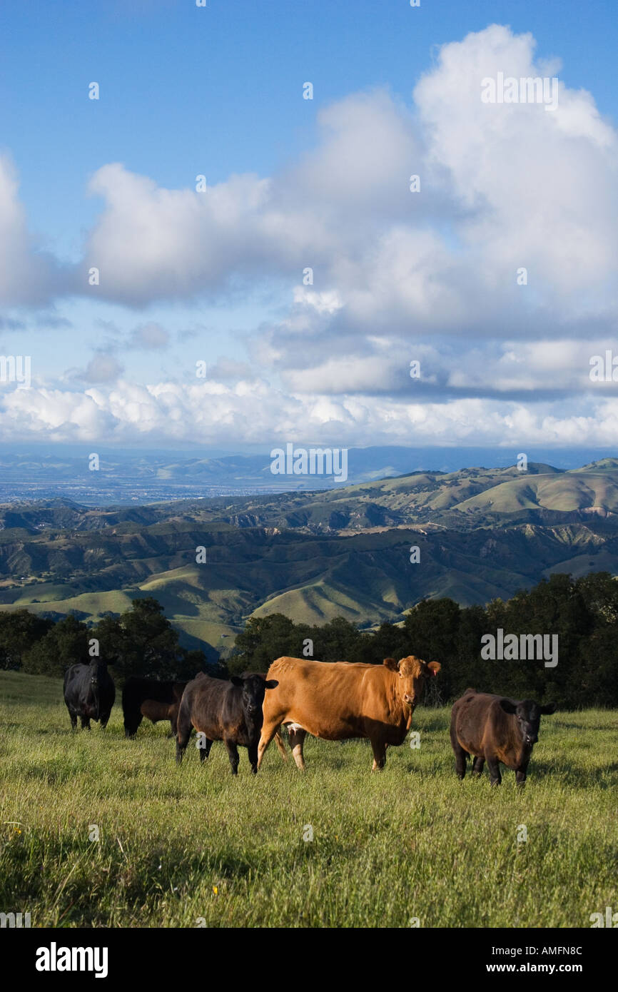 Cross bred Angus beef cows feed on lush spring pasture on a California ...