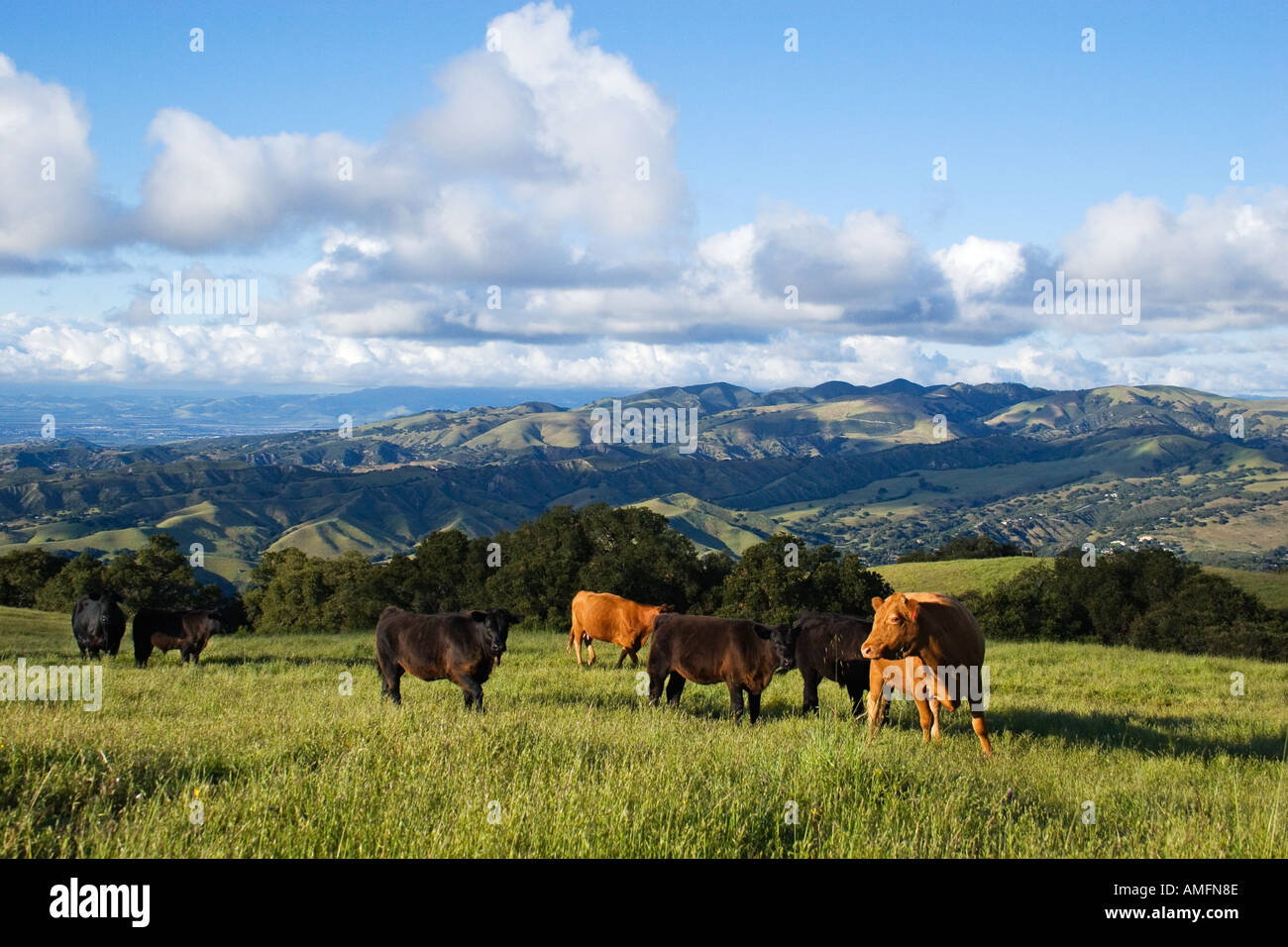 Cross bred Angus beef cows feed on lush spring pasture on a California ...