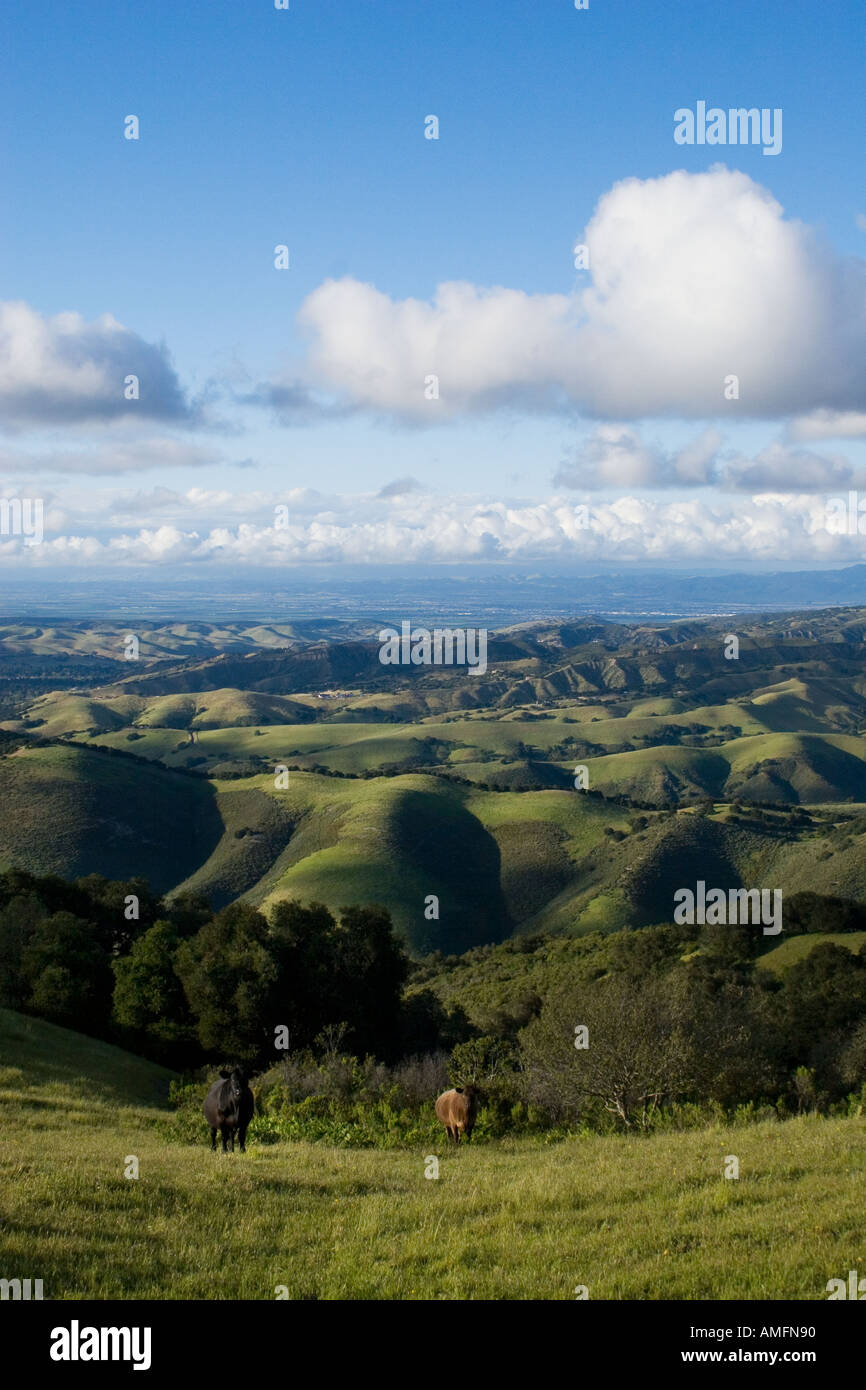 Cross bred Angus beef cows feed on lush spring pasture on a California ...